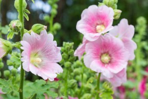 Stockrose säen | anleitungen.com
