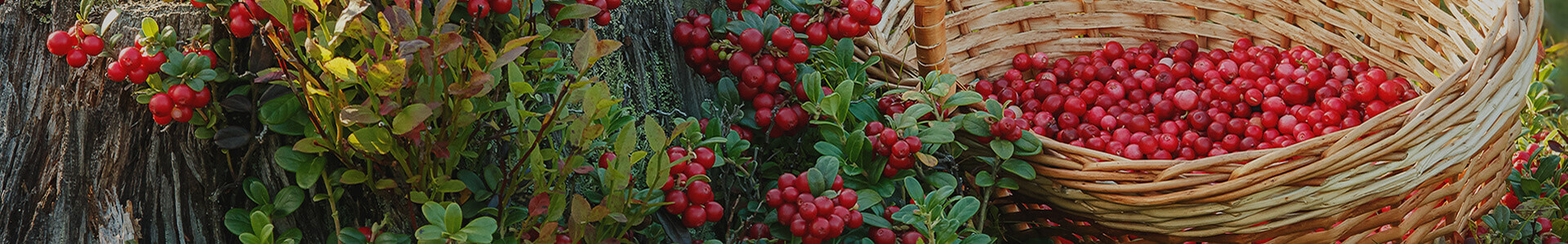 Cranberry pflanzen und pflegen | anleitungen.com