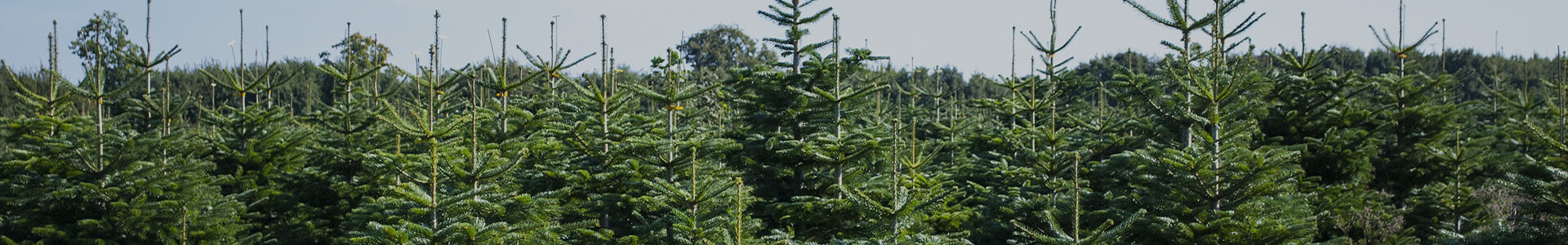 Tanne pflanzen in 6 Schritten | anleitungen.com